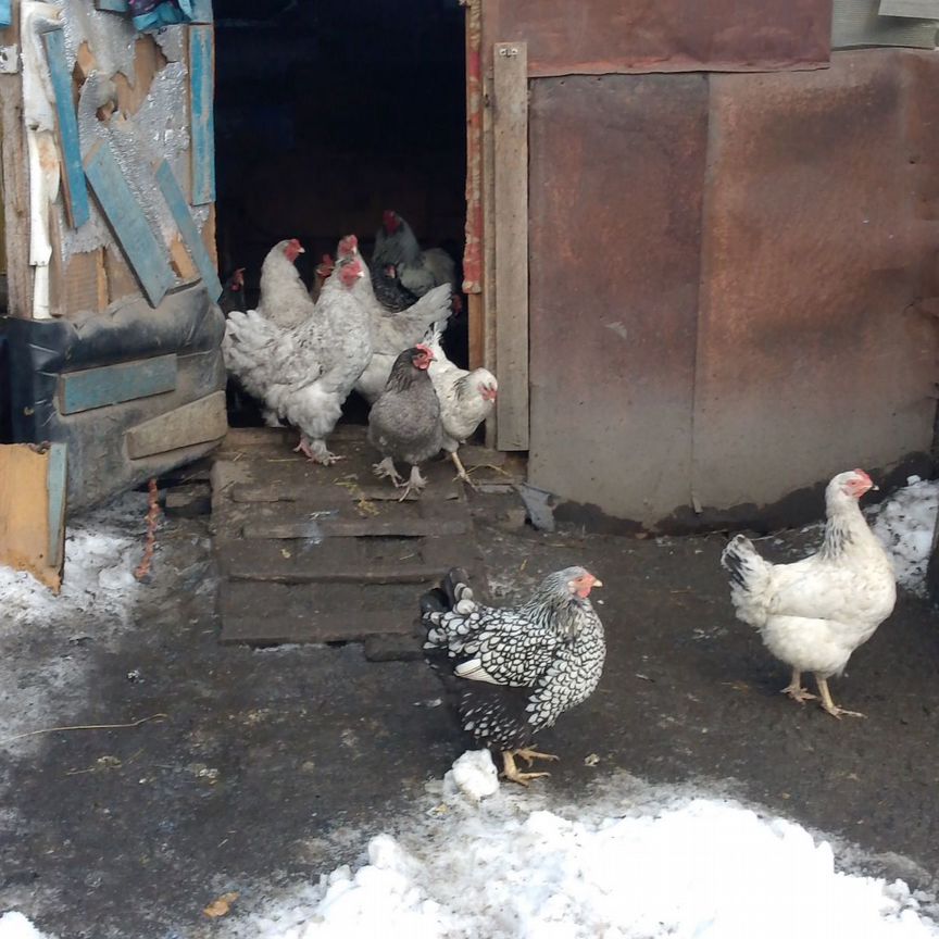 Продам яички для инкубации.смесь пород