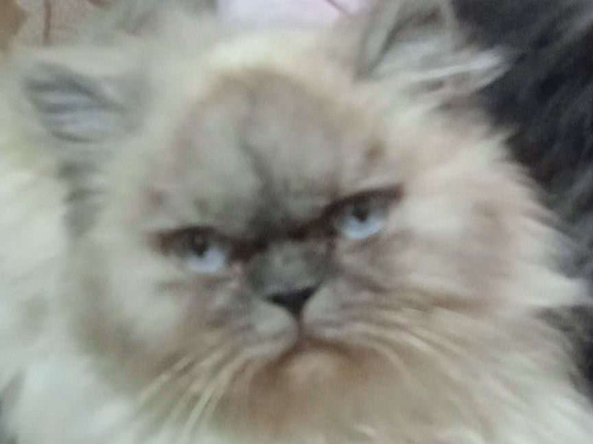 Британская кошка