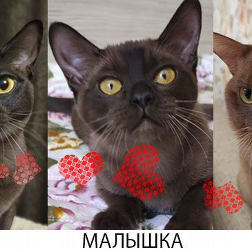 Бурманская Красотка