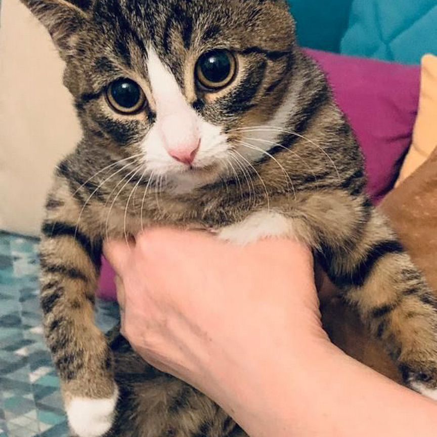 Котенок Степан в поиске семьи