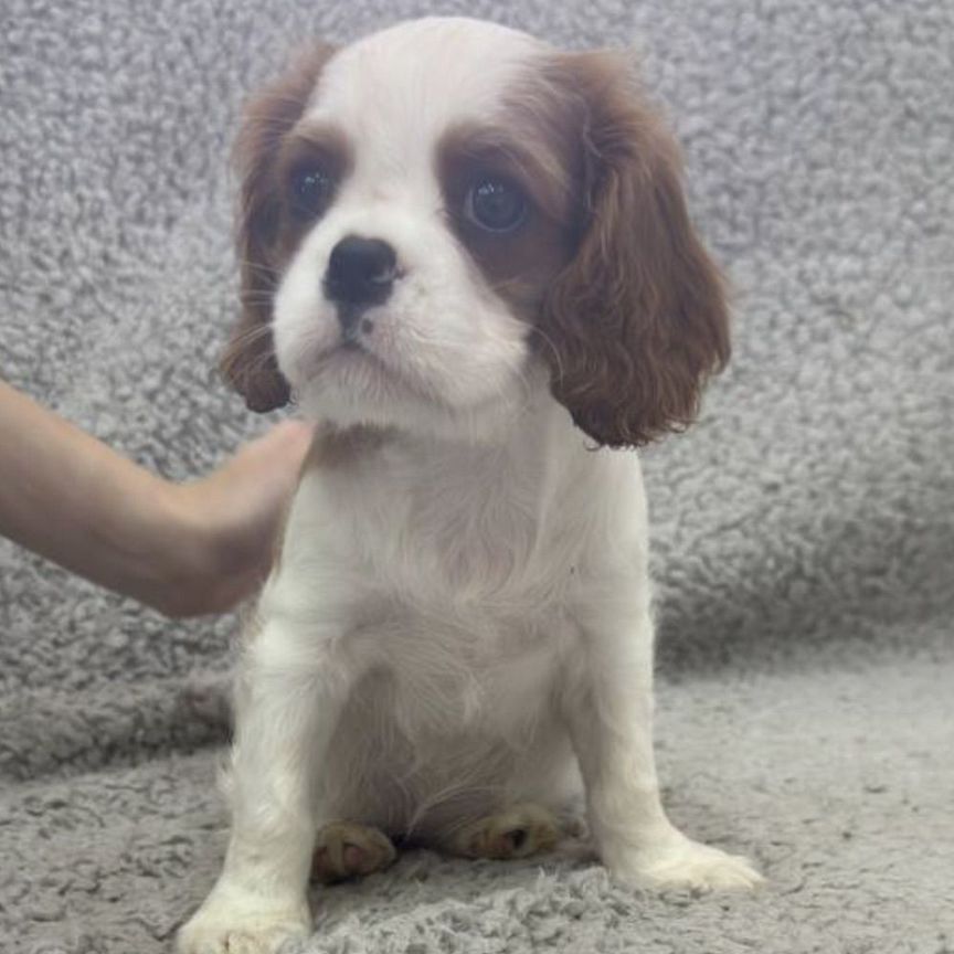 Кавалер кинг-чарльз-спаниель, щенок