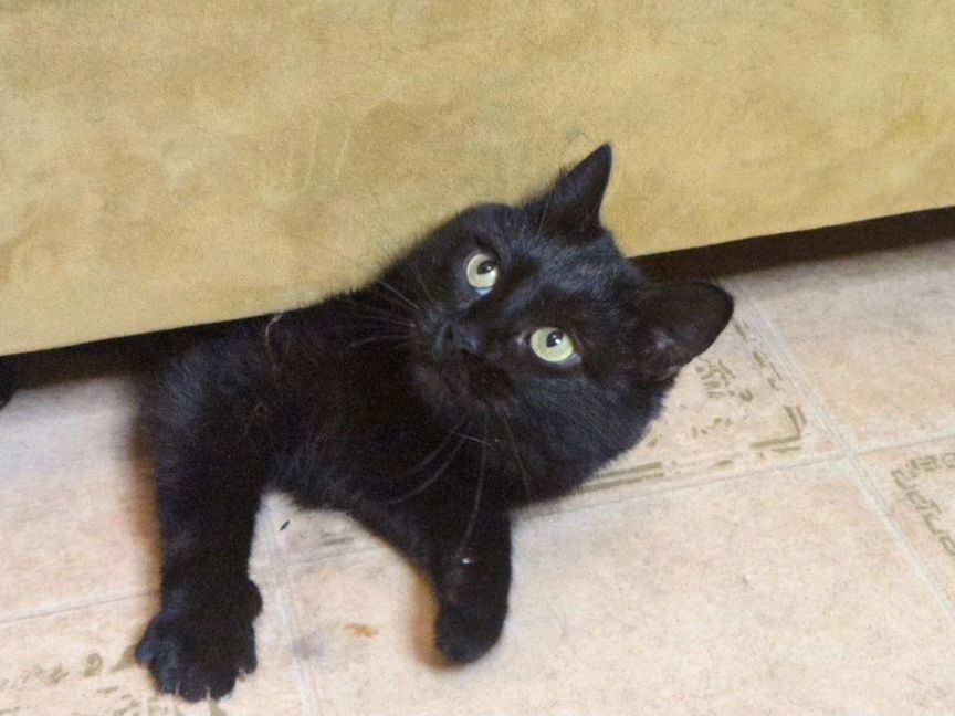 Кошечка ищет дом