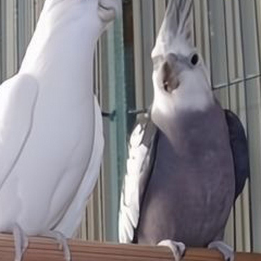 Попугай корелла ручной