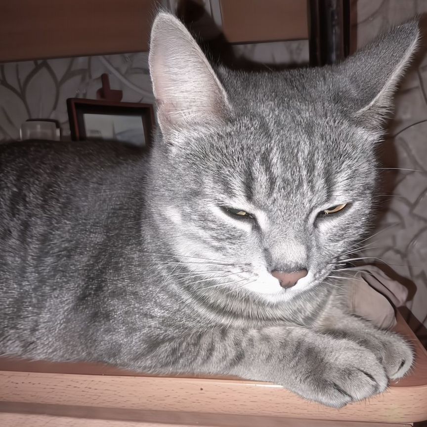 Взрослая кошка в добрые руки