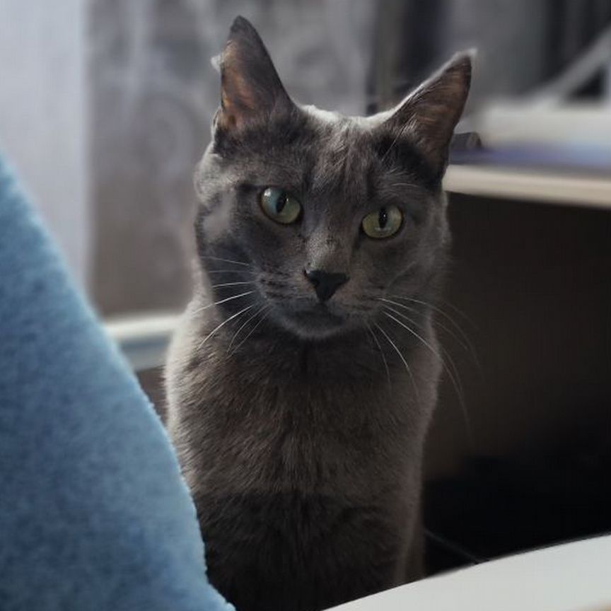 Взрослый кот в добрые руки