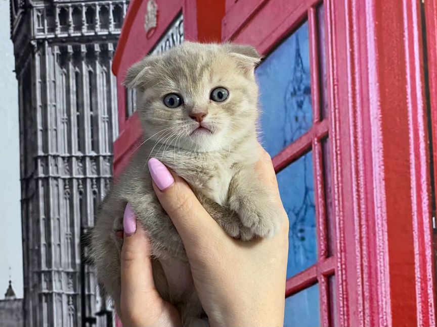 Шотландская, вислоухая, короткошорстная