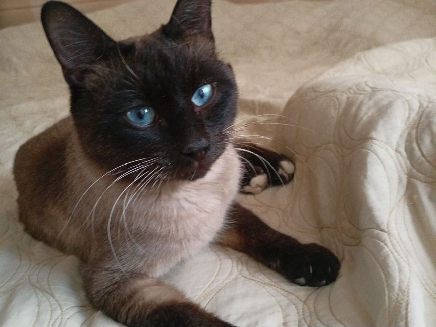 Котик