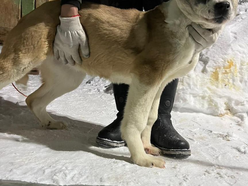 Среднеазиатская овчарка