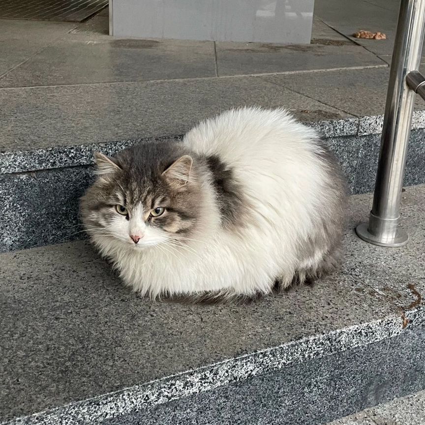 Ласковый ручной котик выживает и мерзнет на улице