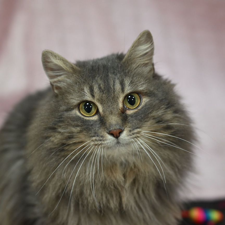 Кот в добрые руки