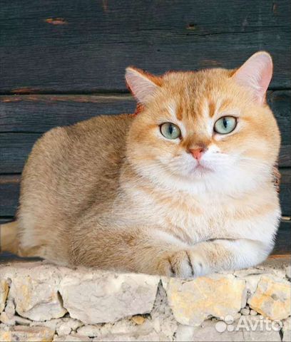 Британский Кот Вашей мечты