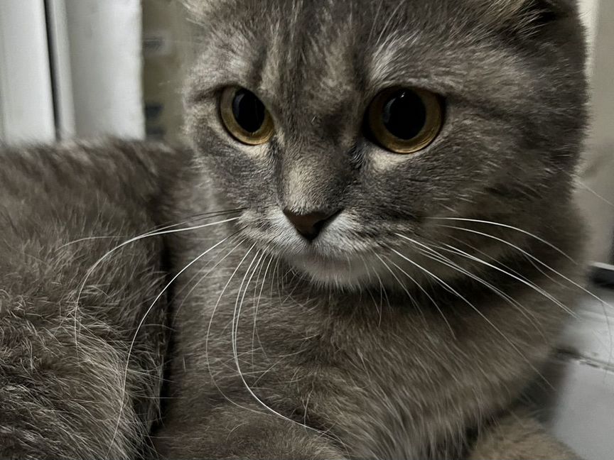 Шотладская вислоухая