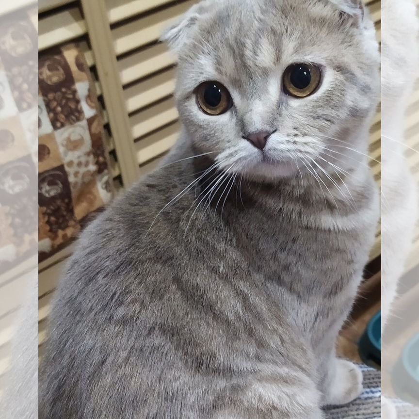 Шотландская вислоухая короткошёрстная, взрослая кошка