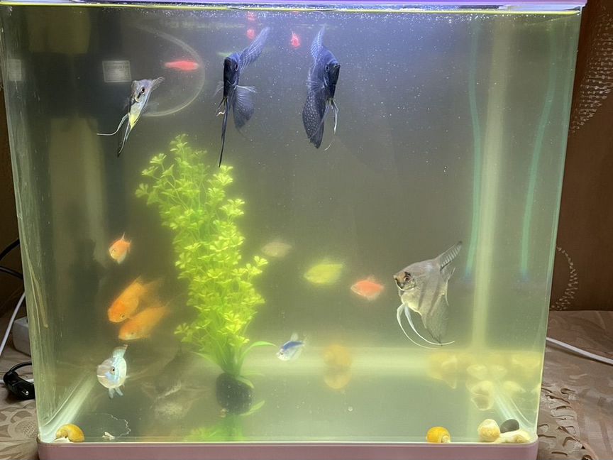 Аквариум с рыбками