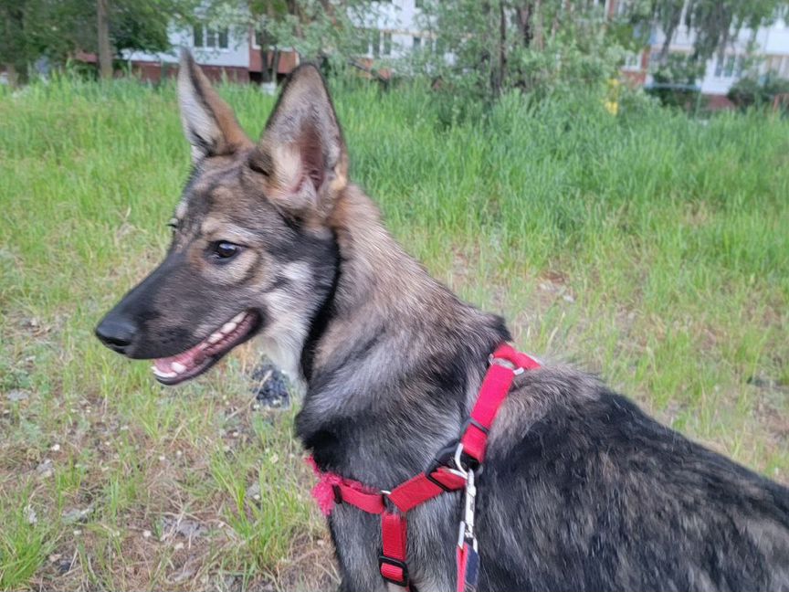 Собака в добрые руки щенок