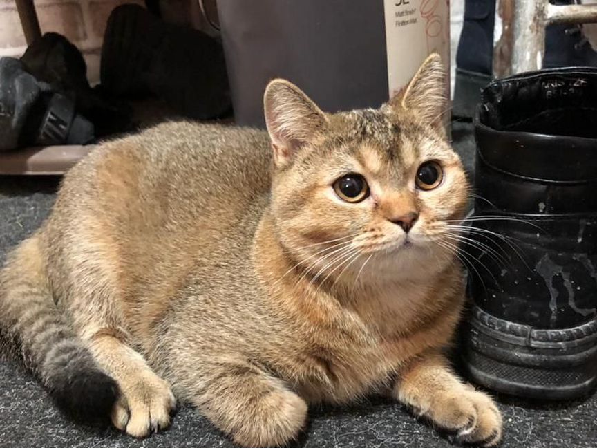 Кошка