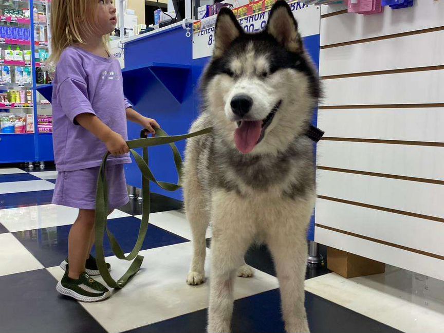 Слепая хаски ищет дом