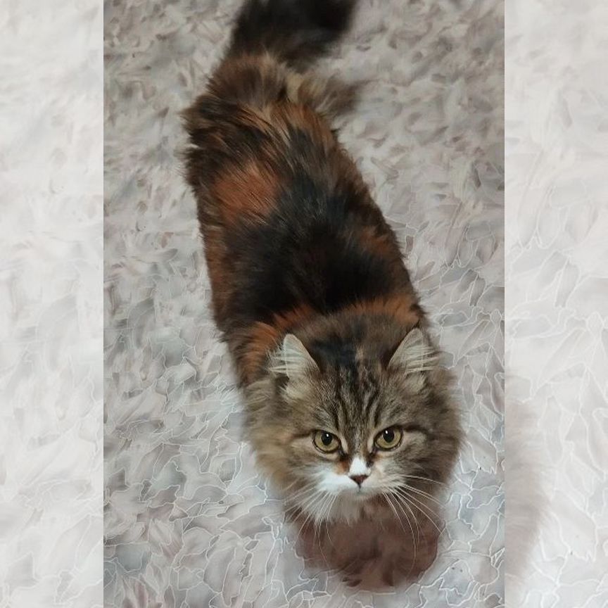 Сибирская, взрослая кошка