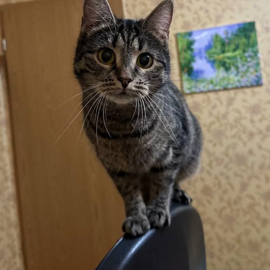 Взрослая, Девочка кошка в добрые руки