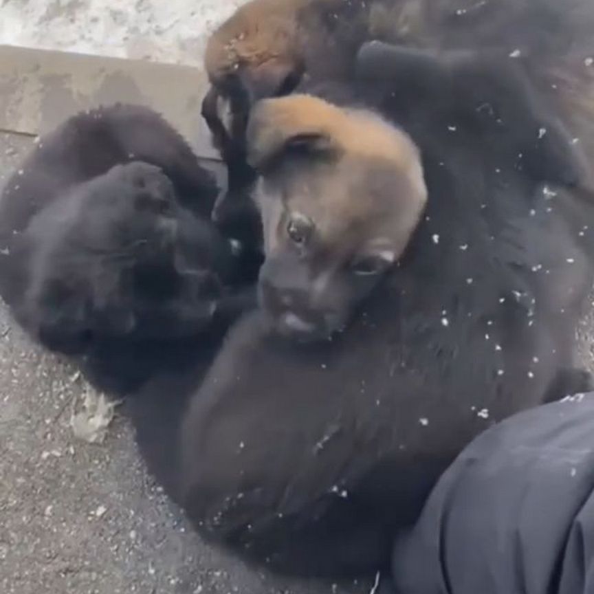 Классные щеночки