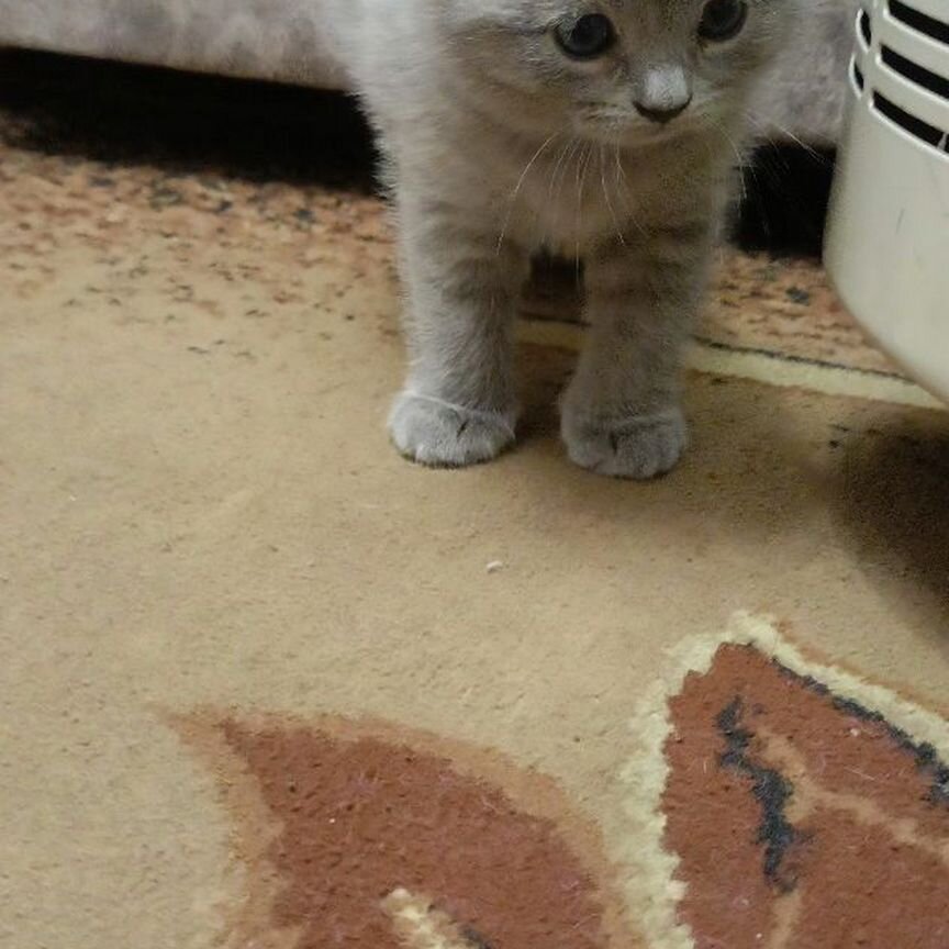 Шотландские вислоухие котята