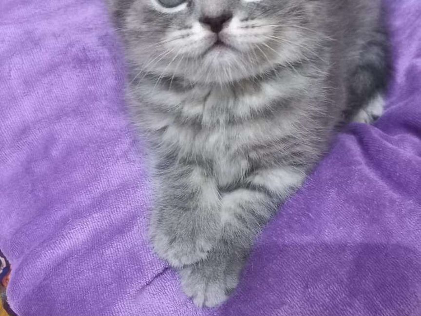 Шотландские котята