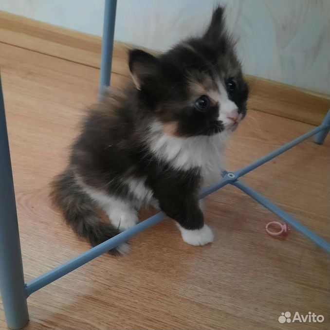 Чудесные малыши-котята в любящие и заботливые руки