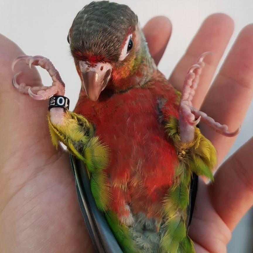 Попугай пиррура ручной птенец, выкормыш