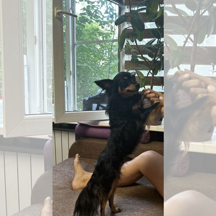 Русский той-терьер, взрослый пёс