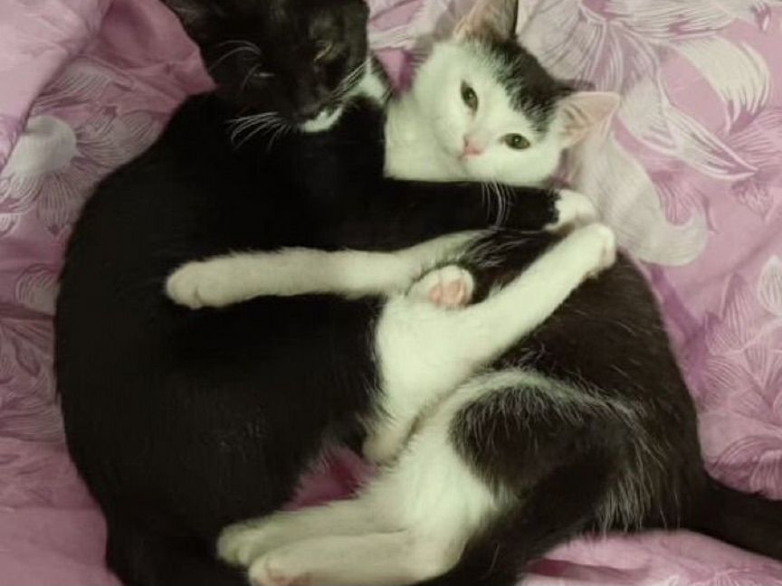 Кошка котенок черная в добрые руки