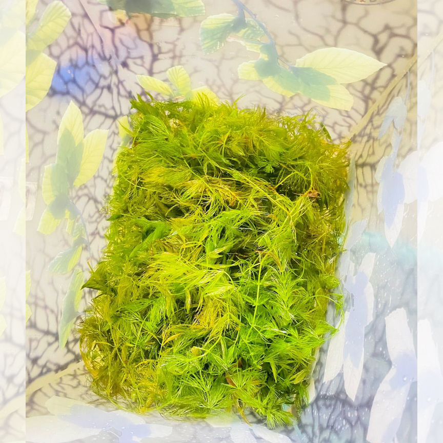 Мох, элодея, роголистник