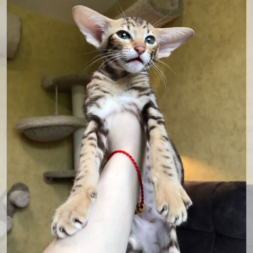 Ориентальный котёнок