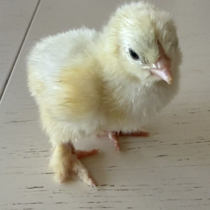 Цыплята брама