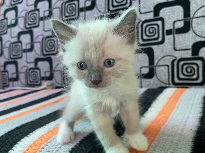 Сиамские котята