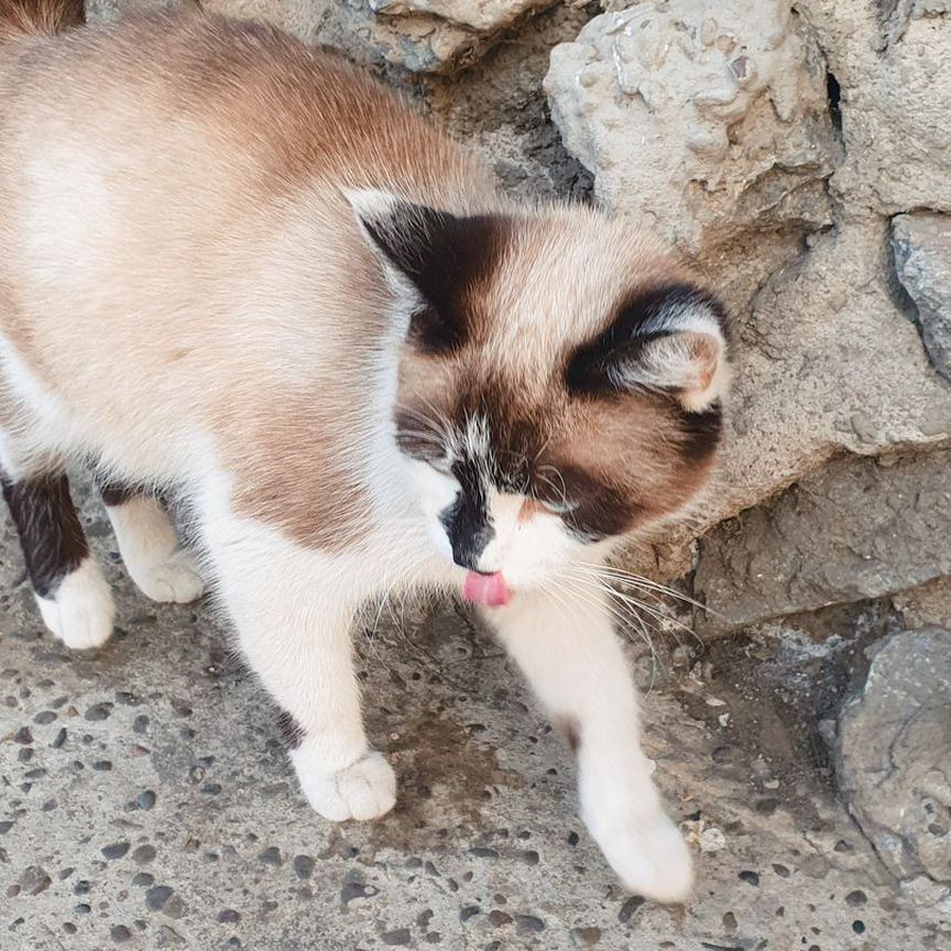 Сиамская кошечка