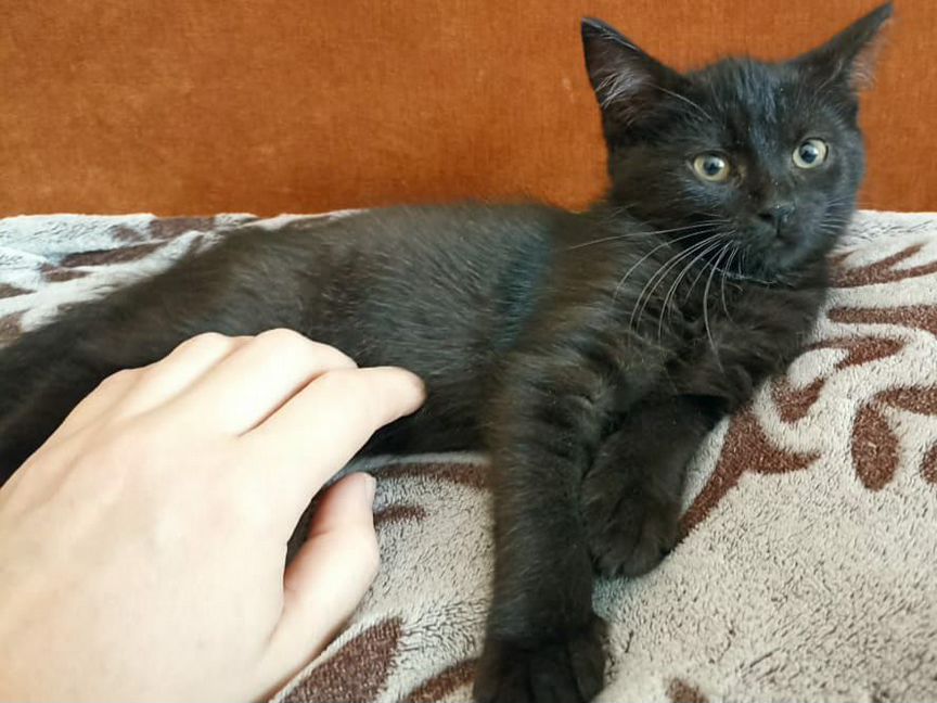 Котёнок Тося