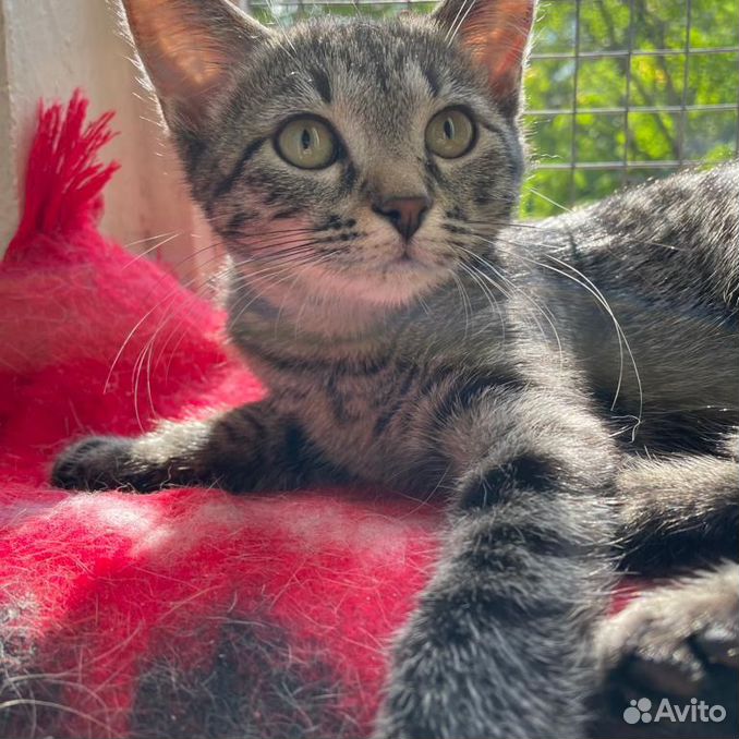 Котенок Брусничка