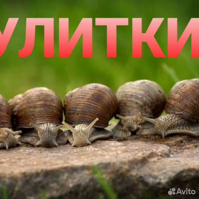 Улитка виноградная