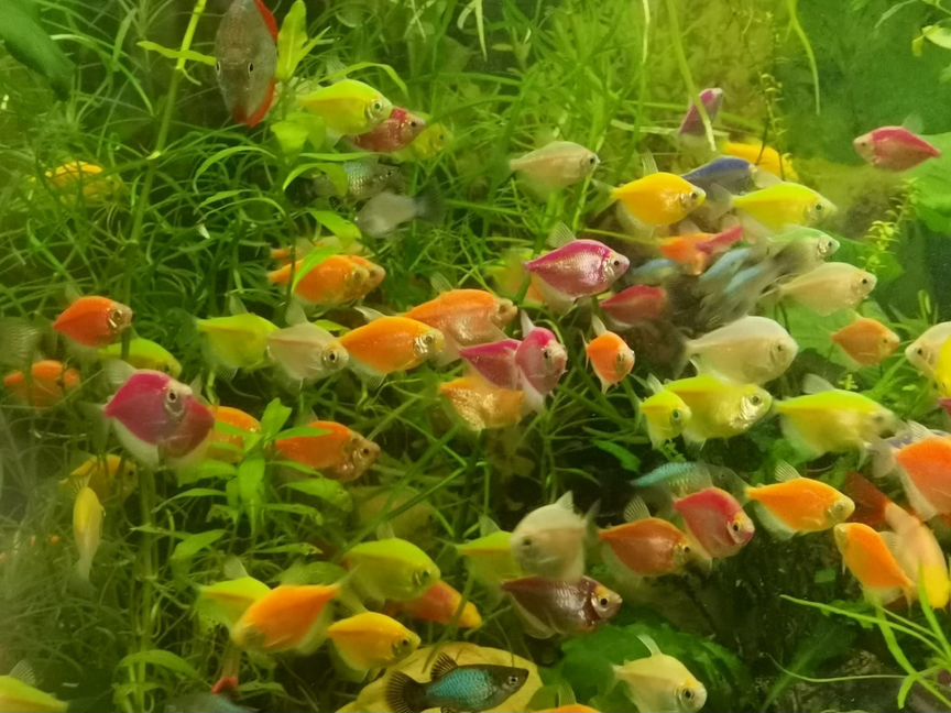 Аквариумные рыбки тернеция гло