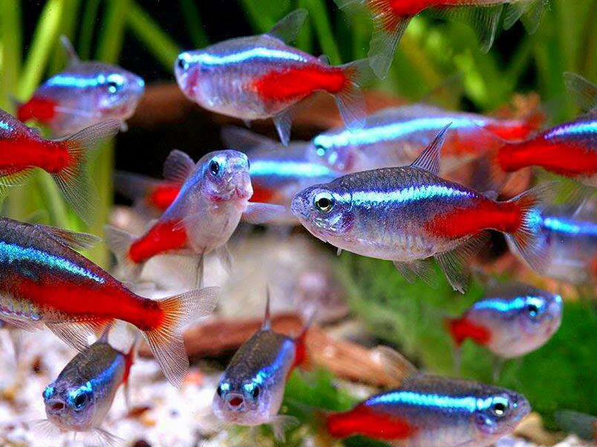 Неон голубой данио гло