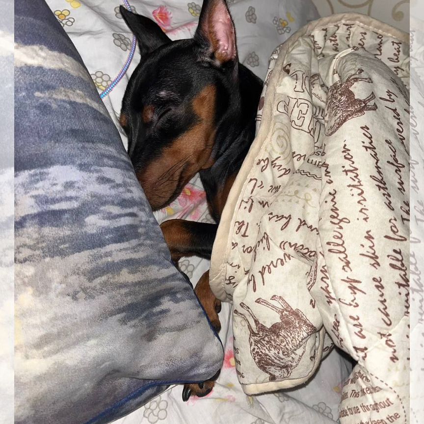 Цвергпинчер, щенок