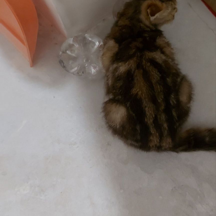 Кошечка в добрые руки