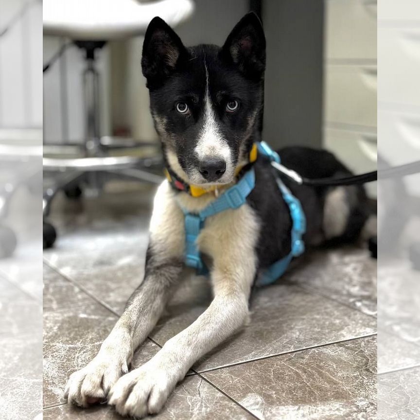 Взрослый пёс в добрые руки