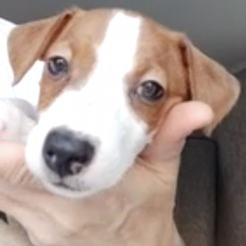 Щенок Джек рассел