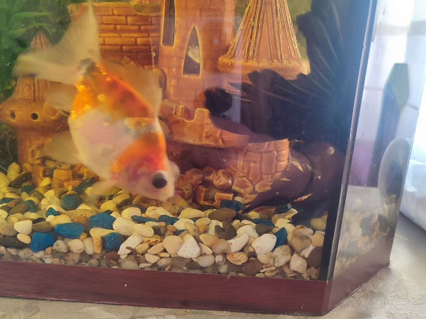 Аквариумные рыбки отдам бесплатно