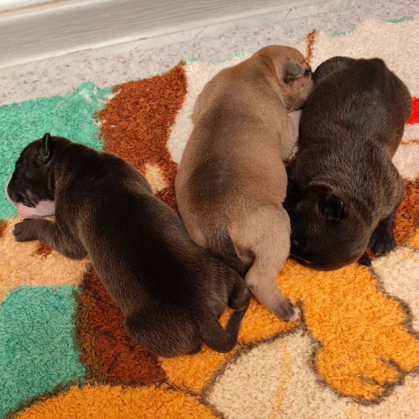 Американский стаффордширский терьер, щенок