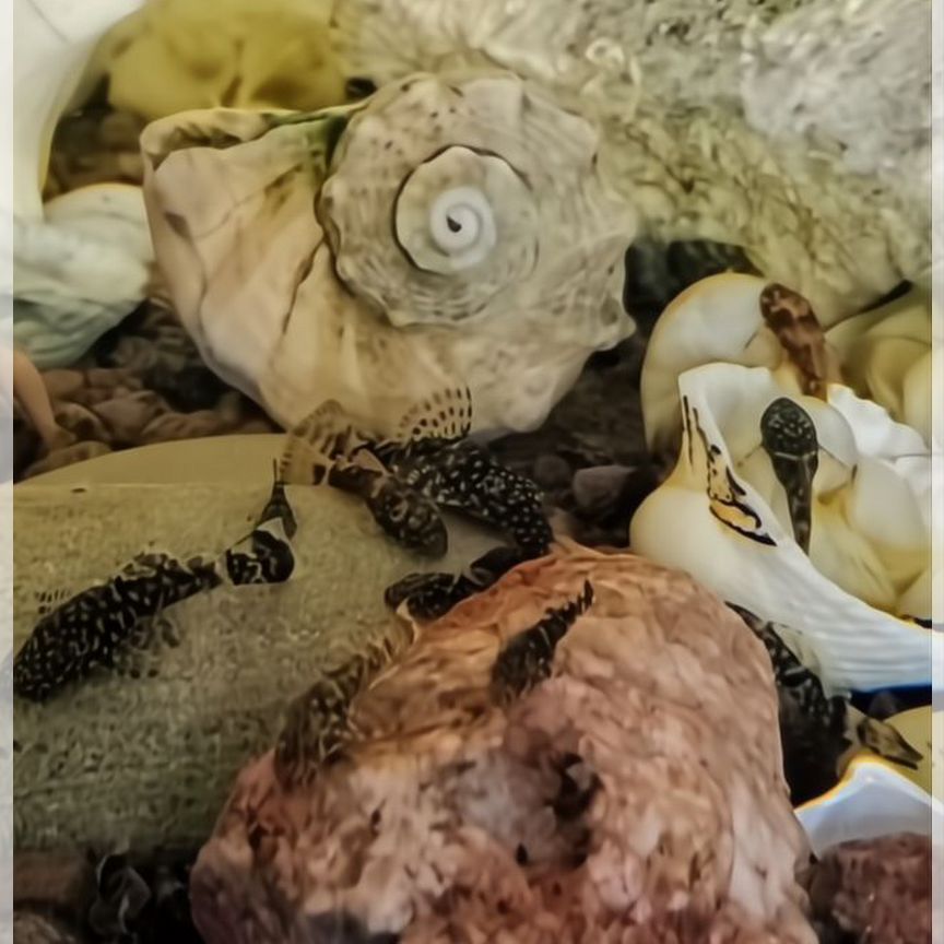 Рыбки сомики Анциструс