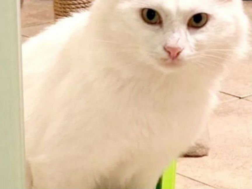 Котик Сахарок