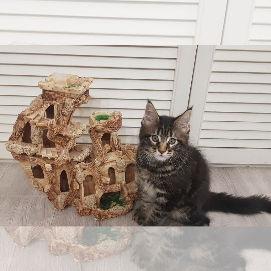 Мейн-кун мальчик