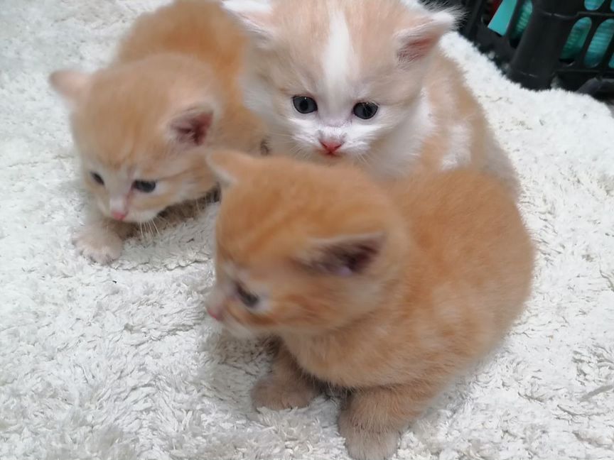 Кошка в дар